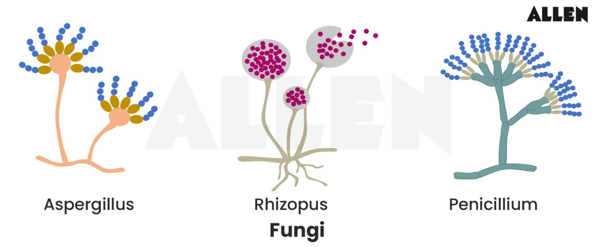 CBSE Notes for Class 8 Science Chapter 2 – Microorganisms: Friends and Foes