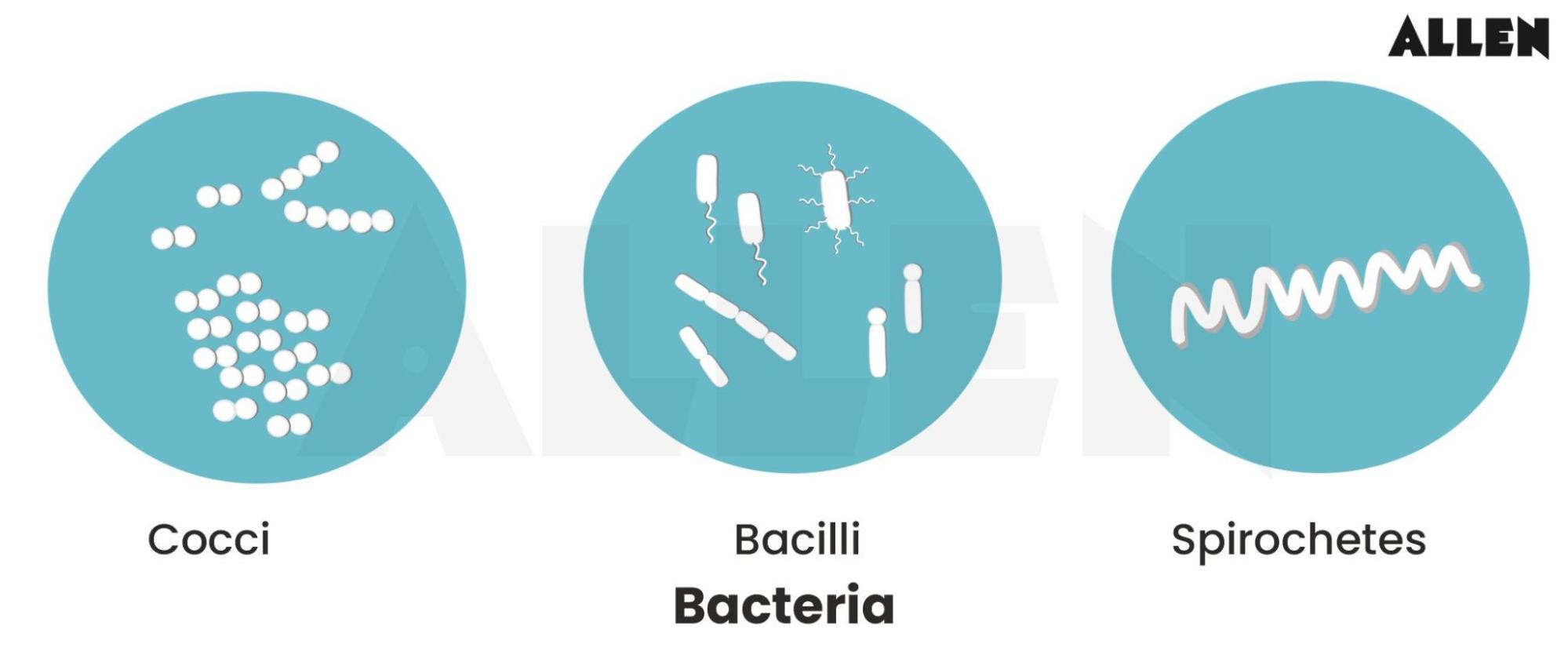 CBSE Notes for Class 8 Science Chapter 2 – Microorganisms: Friends and Foes