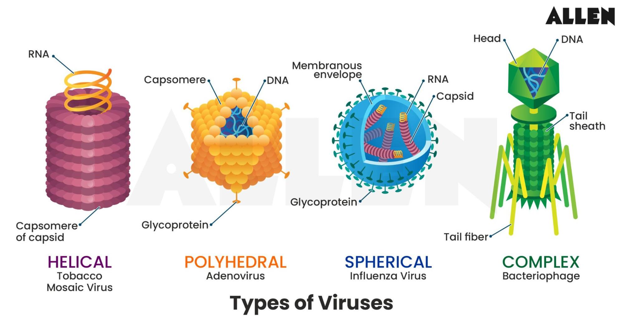 CBSE Notes for Class 8 Science Chapter 2 – Microorganisms: Friends and Foes
