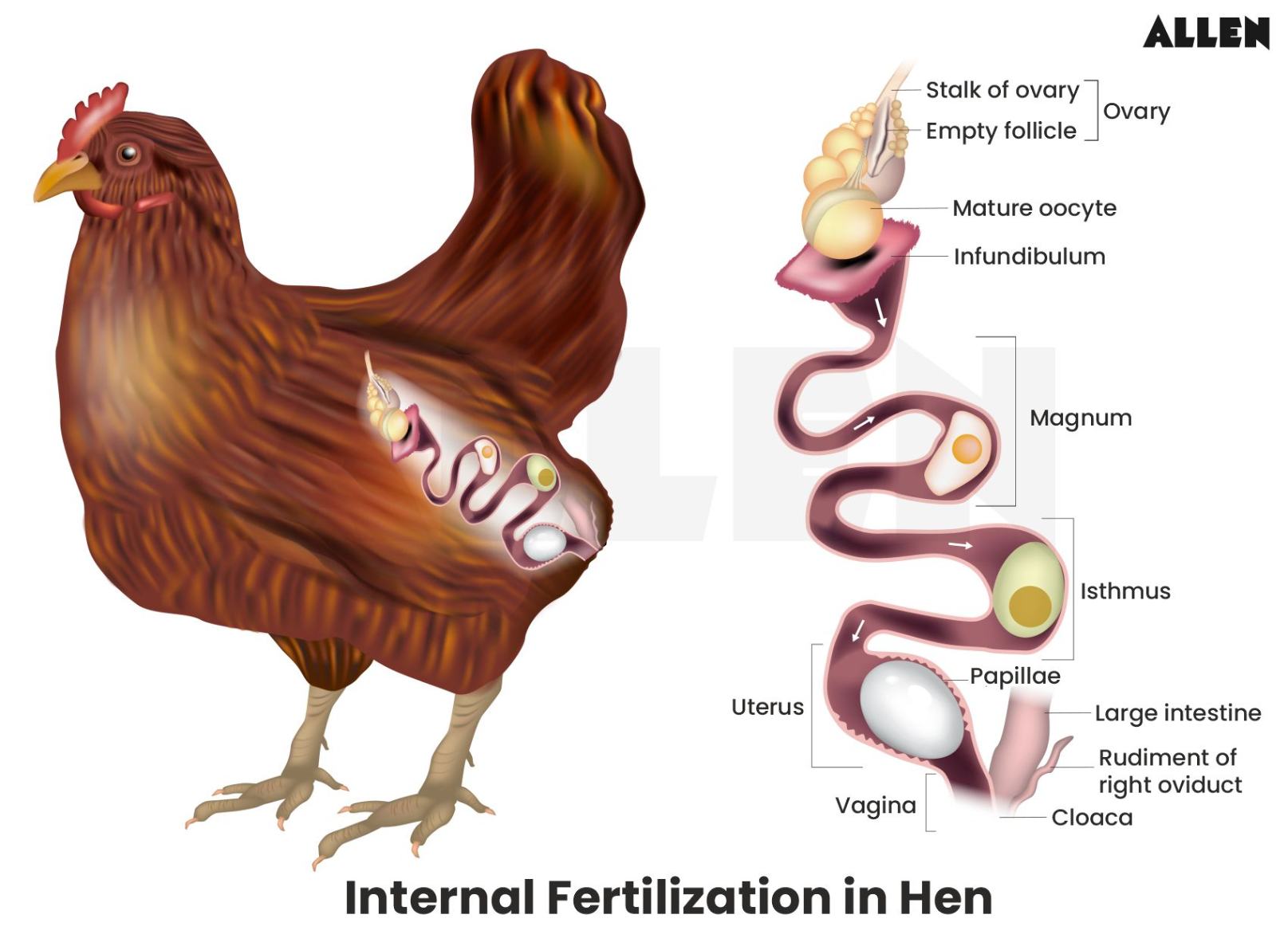 Reproduction in Animals - Class 8 Chapter 6 CBSE Notes