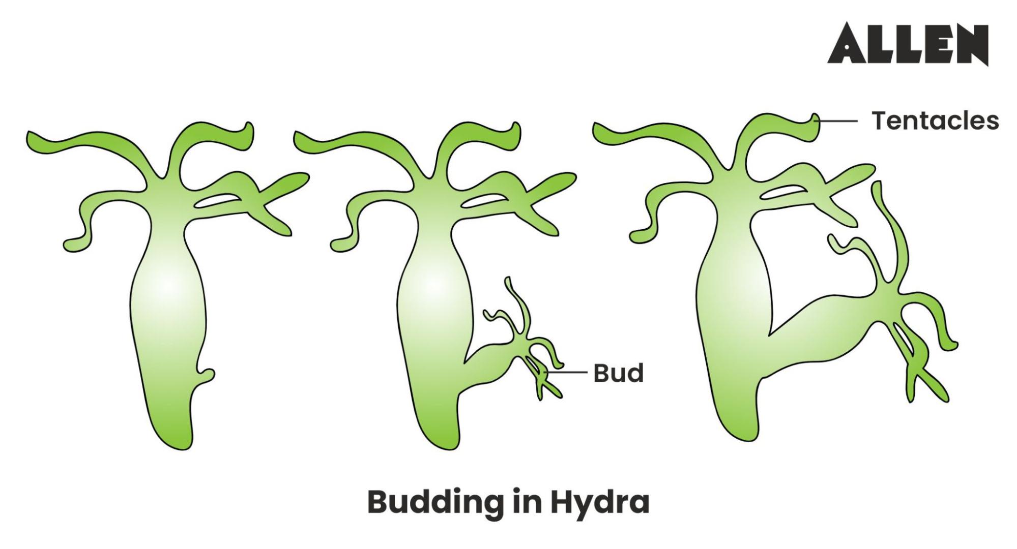 Reproduction in Animals - Class 8 Chapter 6 CBSE Notes