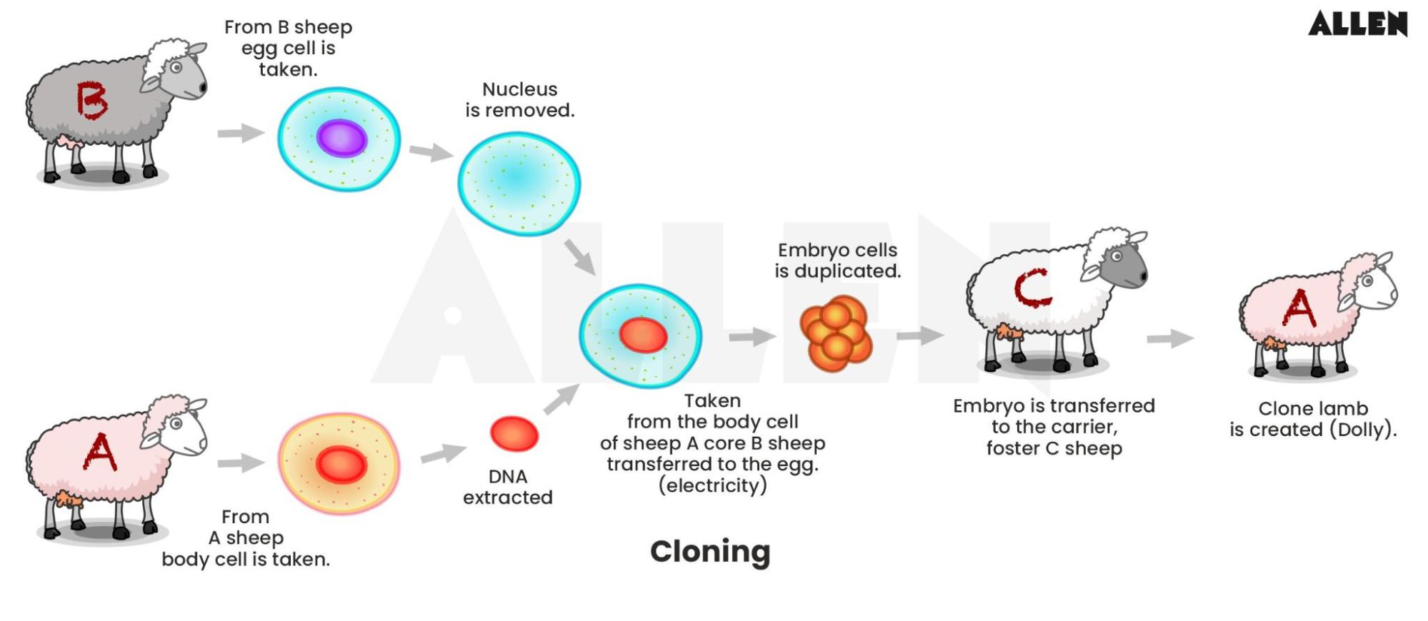 Reproduction in Animals - Class 8 Chapter 6 CBSE Notes