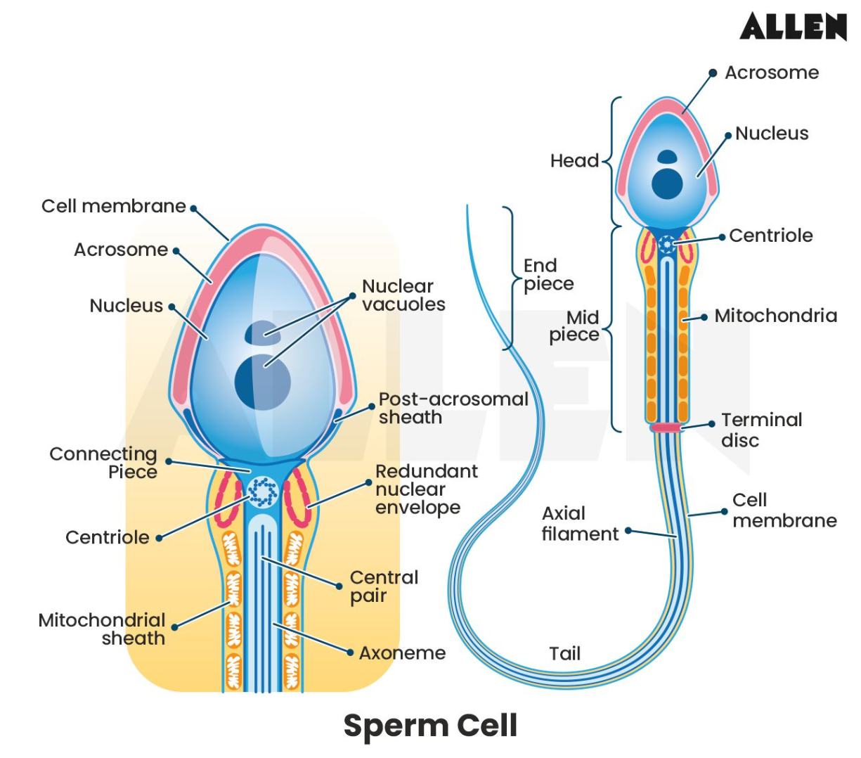Reproduction in Animals - Class 8 Chapter 6 CBSE Notes