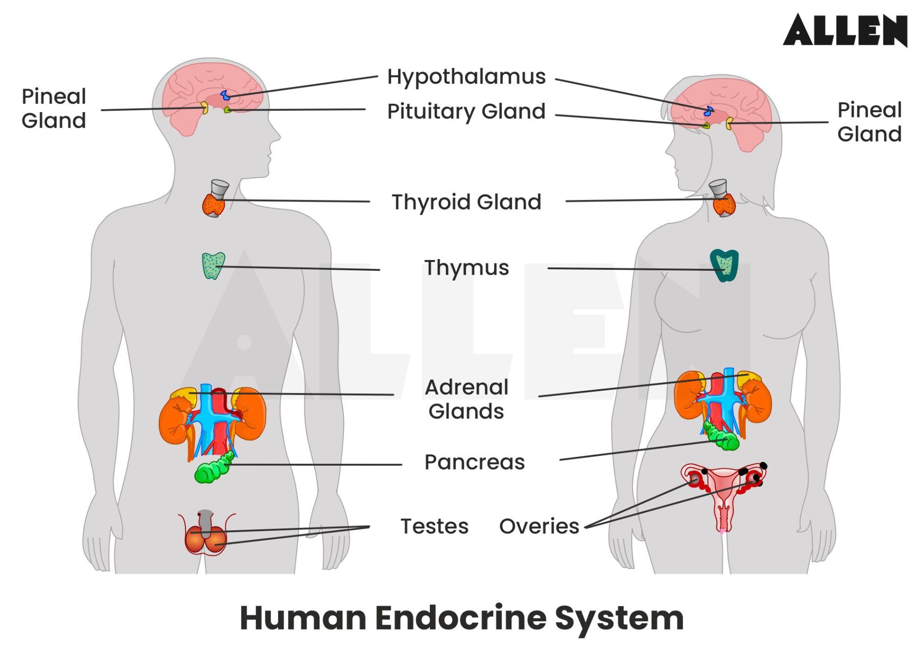 CBSE Notes for Class 8 Science Chapter 7 – Reaching the Age of Adolescence