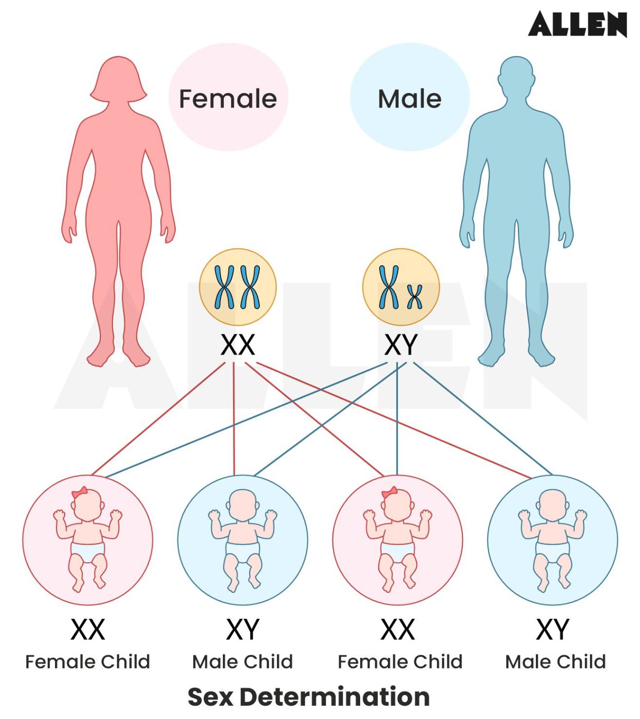 CBSE Notes for Class 8 Science Chapter 7 – Reaching the Age of Adolescence
