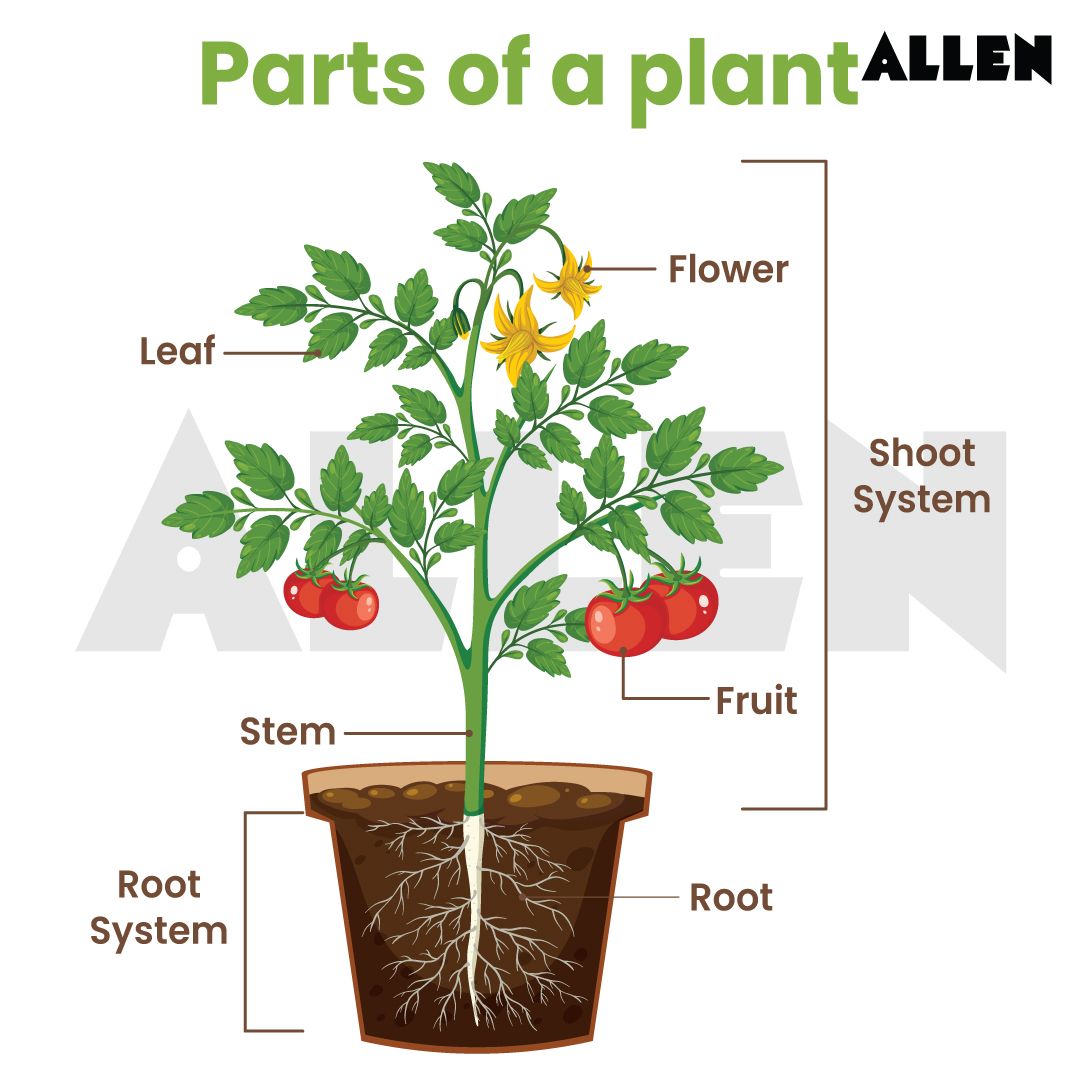 CBSE Notes for Class 6 Science Chapter 4 – Getting to know plants