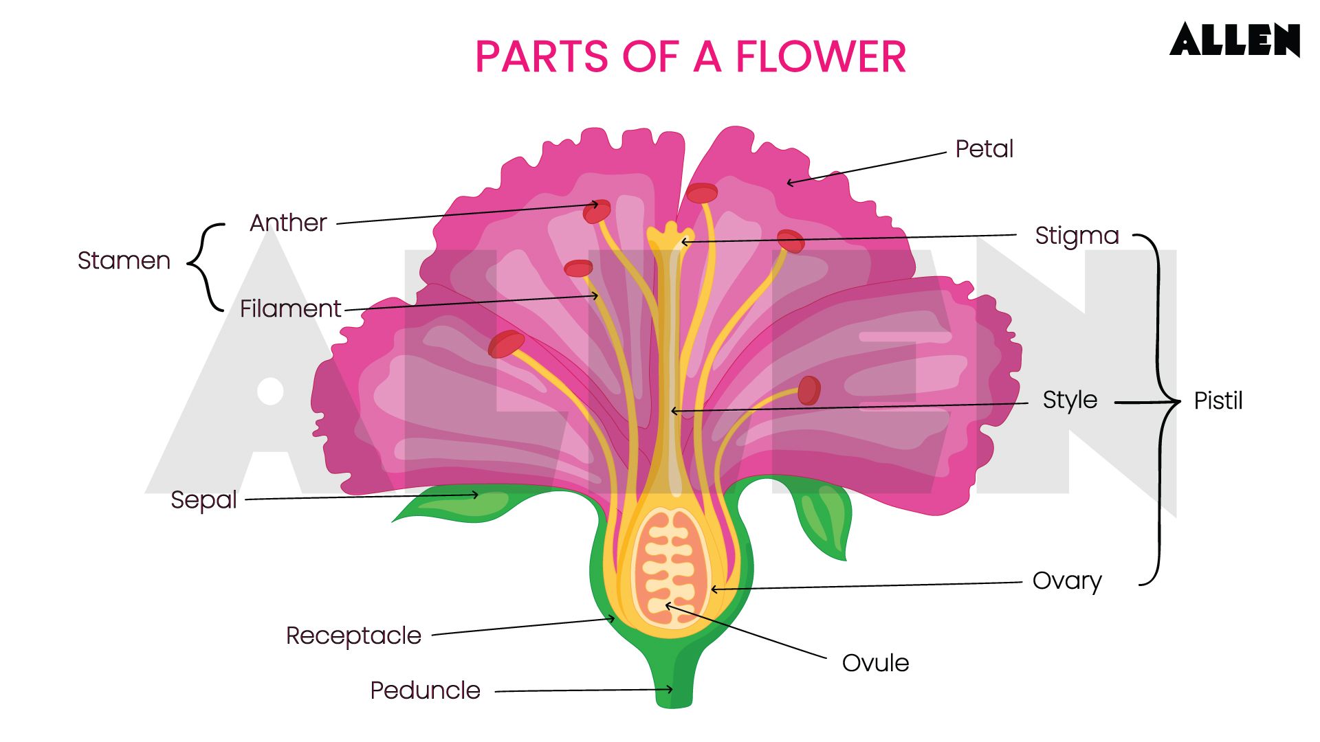 CBSE Notes for Class 7 Science Chapter 8 – Reproduction in Plants