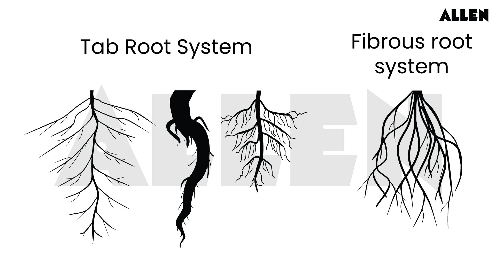 CBSE Notes for Class 6 Science Chapter 4 – Getting to know plants