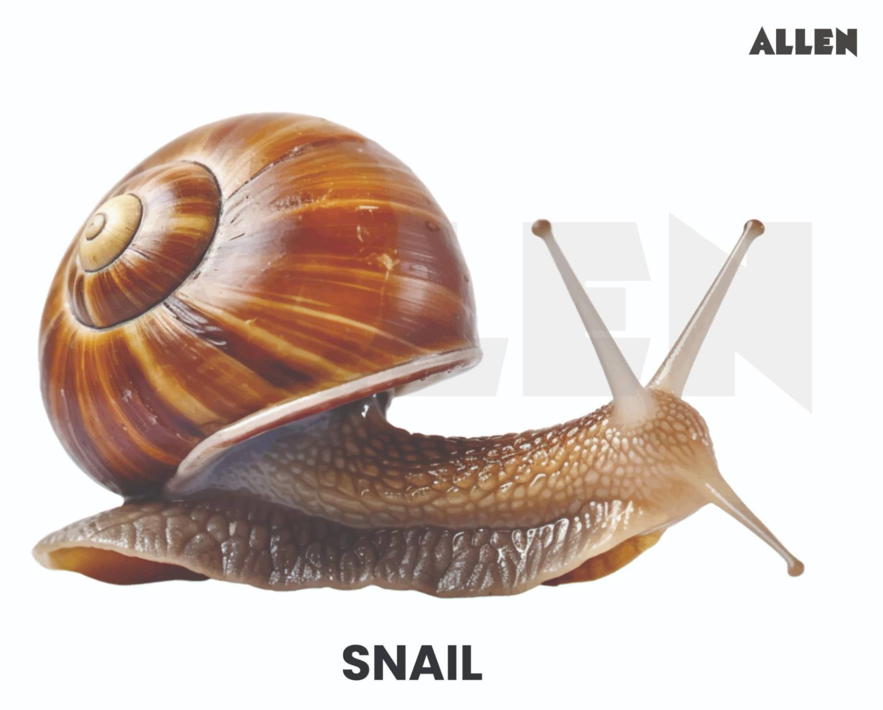 Body Movements - Class 6 Chapter 5 CBSE Notes
