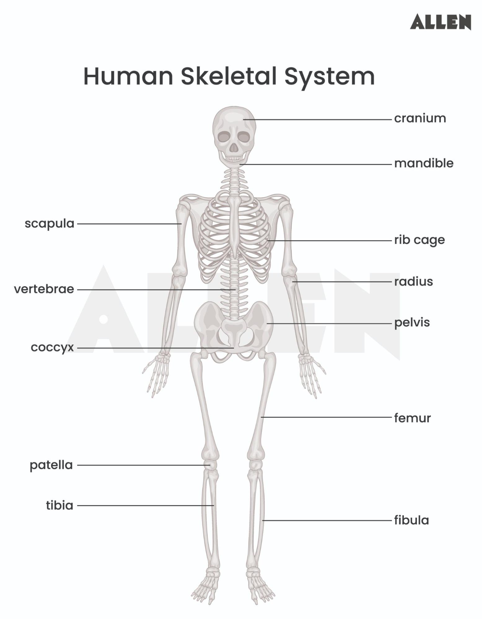 Body Movements - Class 6 Chapter 5 CBSE Notes