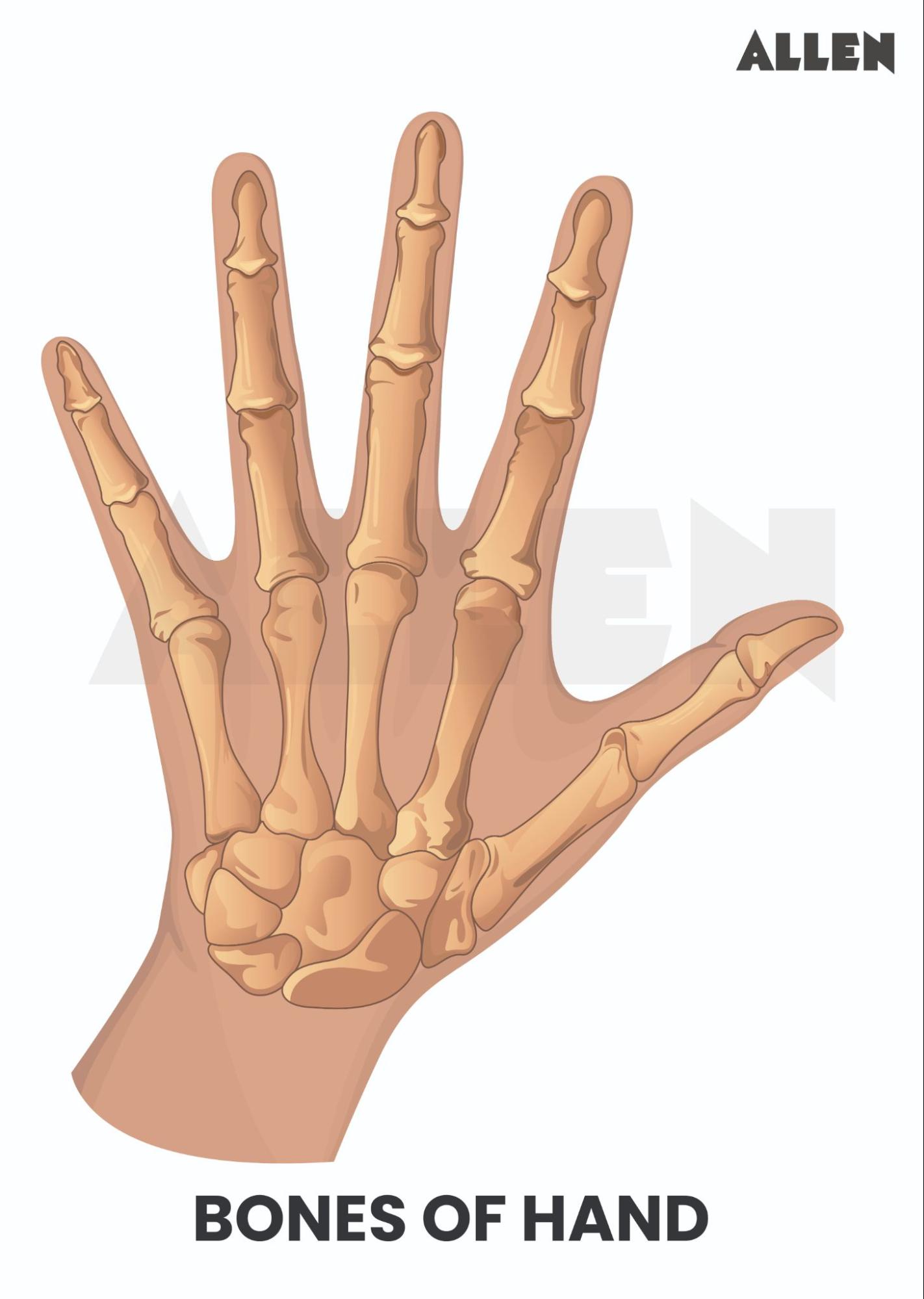 Body Movements - Class 6 Chapter 5 CBSE Notes