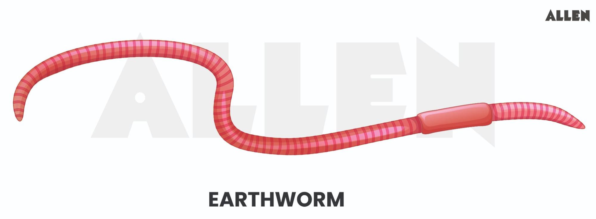 Body Movements - Class 6 Chapter 5 CBSE Notes
