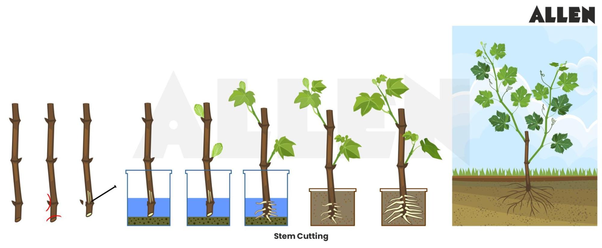 CBSE Notes for Class 7 Science Chapter 8 – Reproduction in Plants