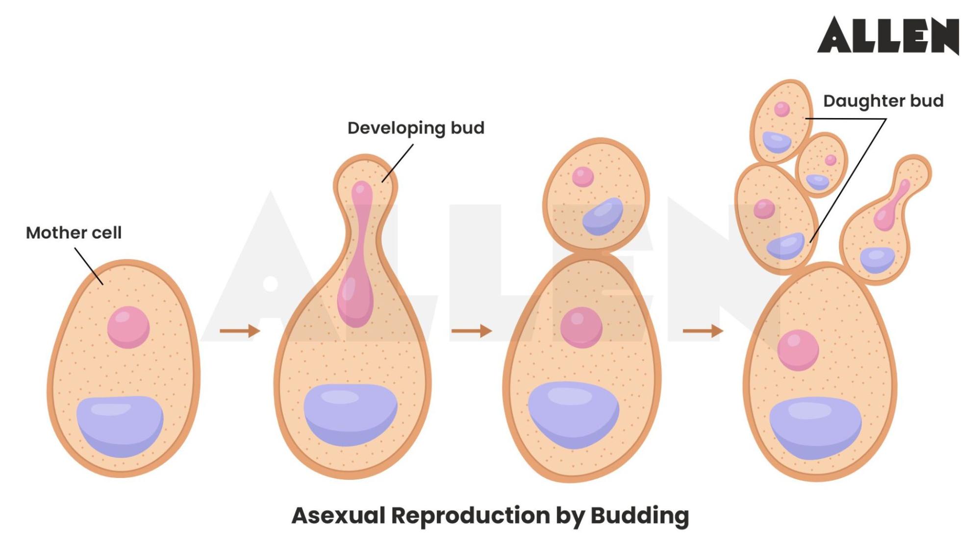 CBSE Notes for Class 7 Science Chapter 8 – Reproduction in Plants