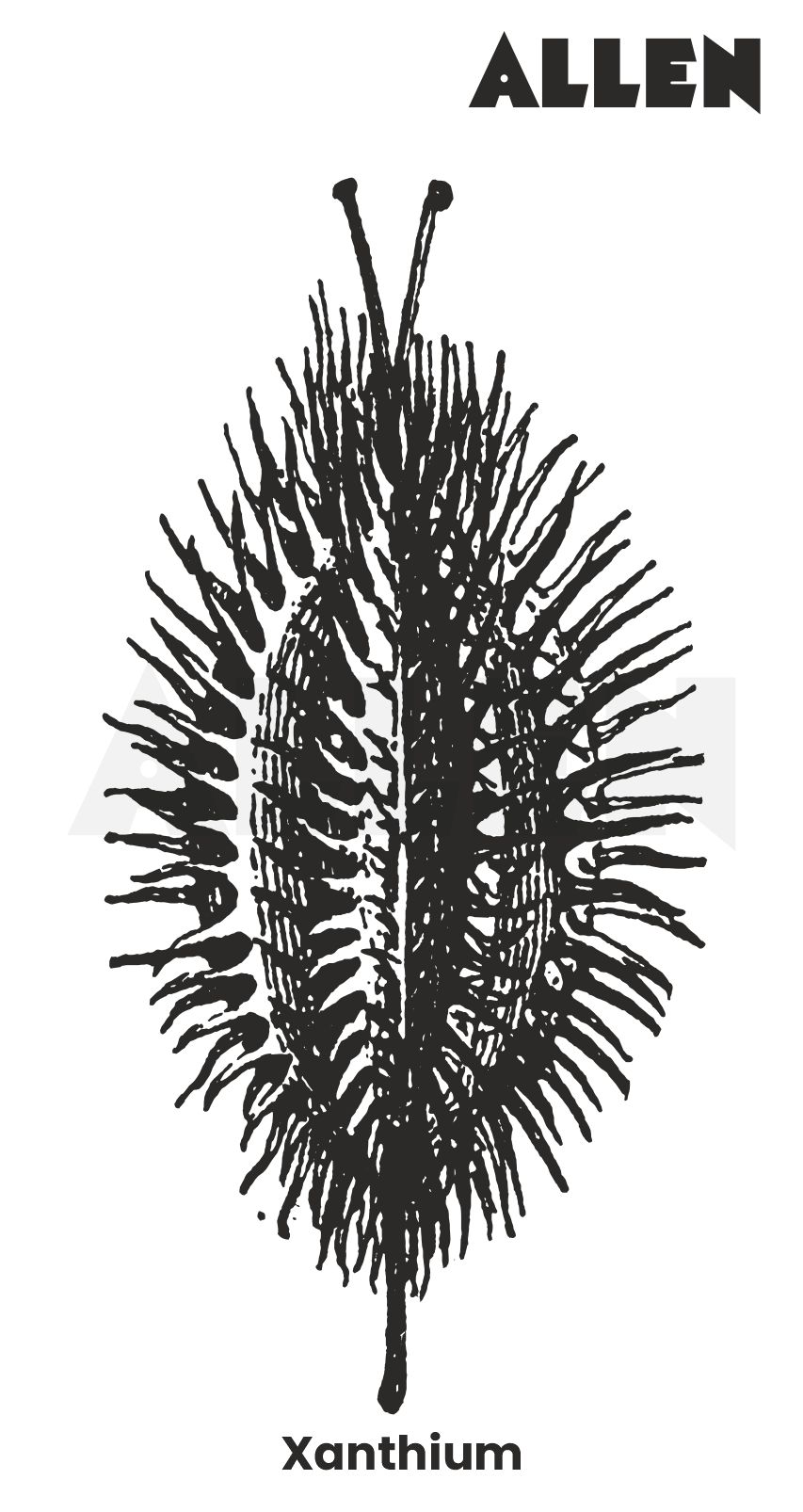 CBSE Notes for Class 7 Science Chapter 8 – Reproduction in Plants