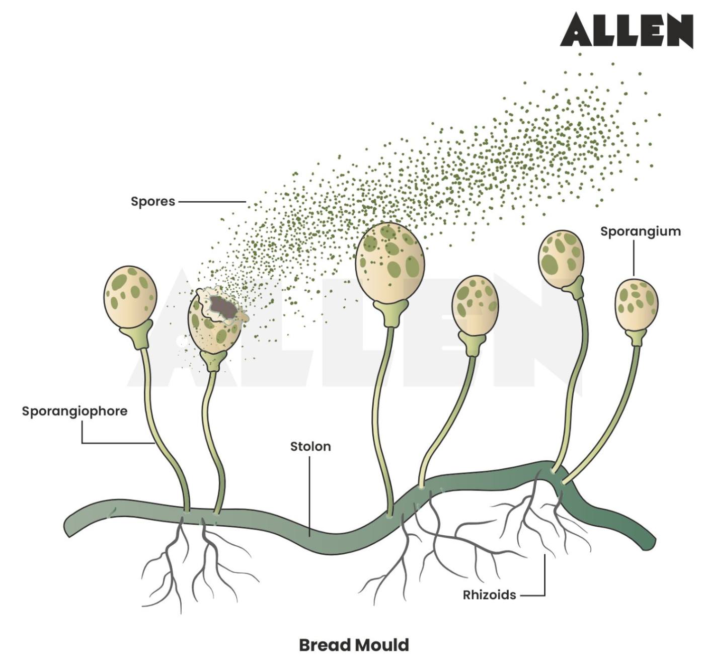 CBSE Notes for Class 7 Science Chapter 8 – Reproduction in Plants