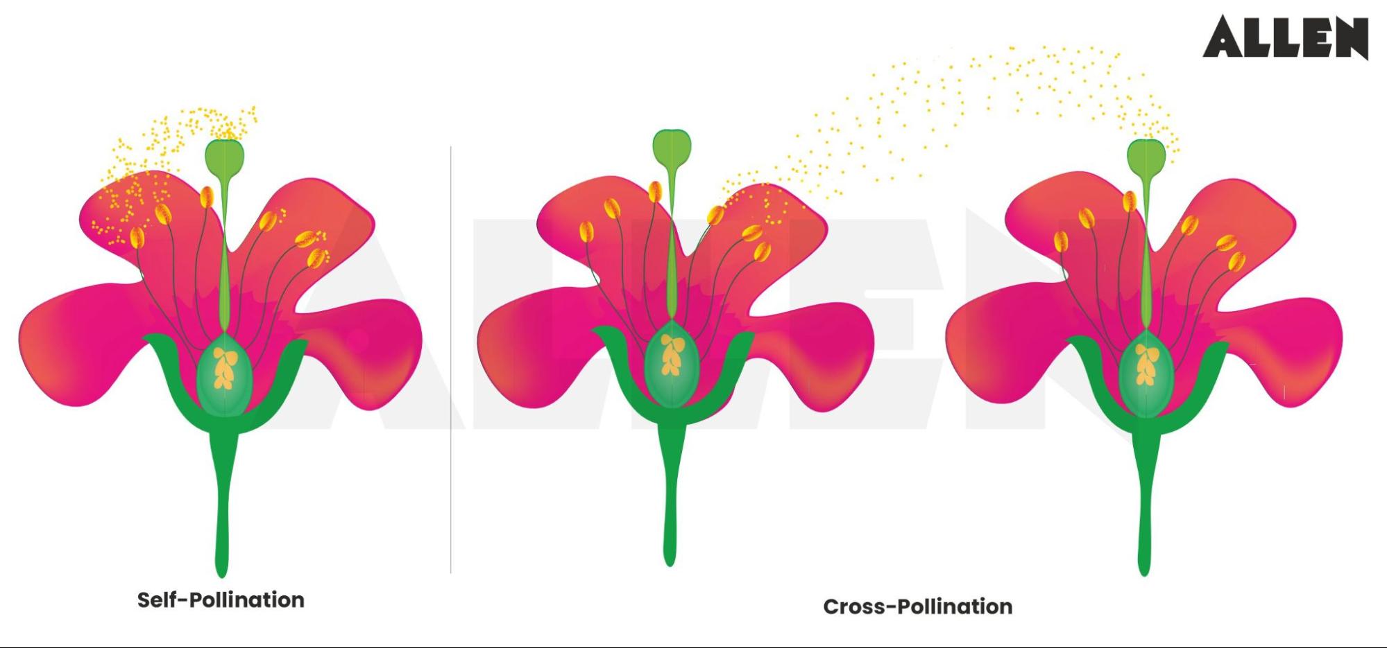CBSE Notes for Class 7 Science Chapter 8 – Reproduction in Plants