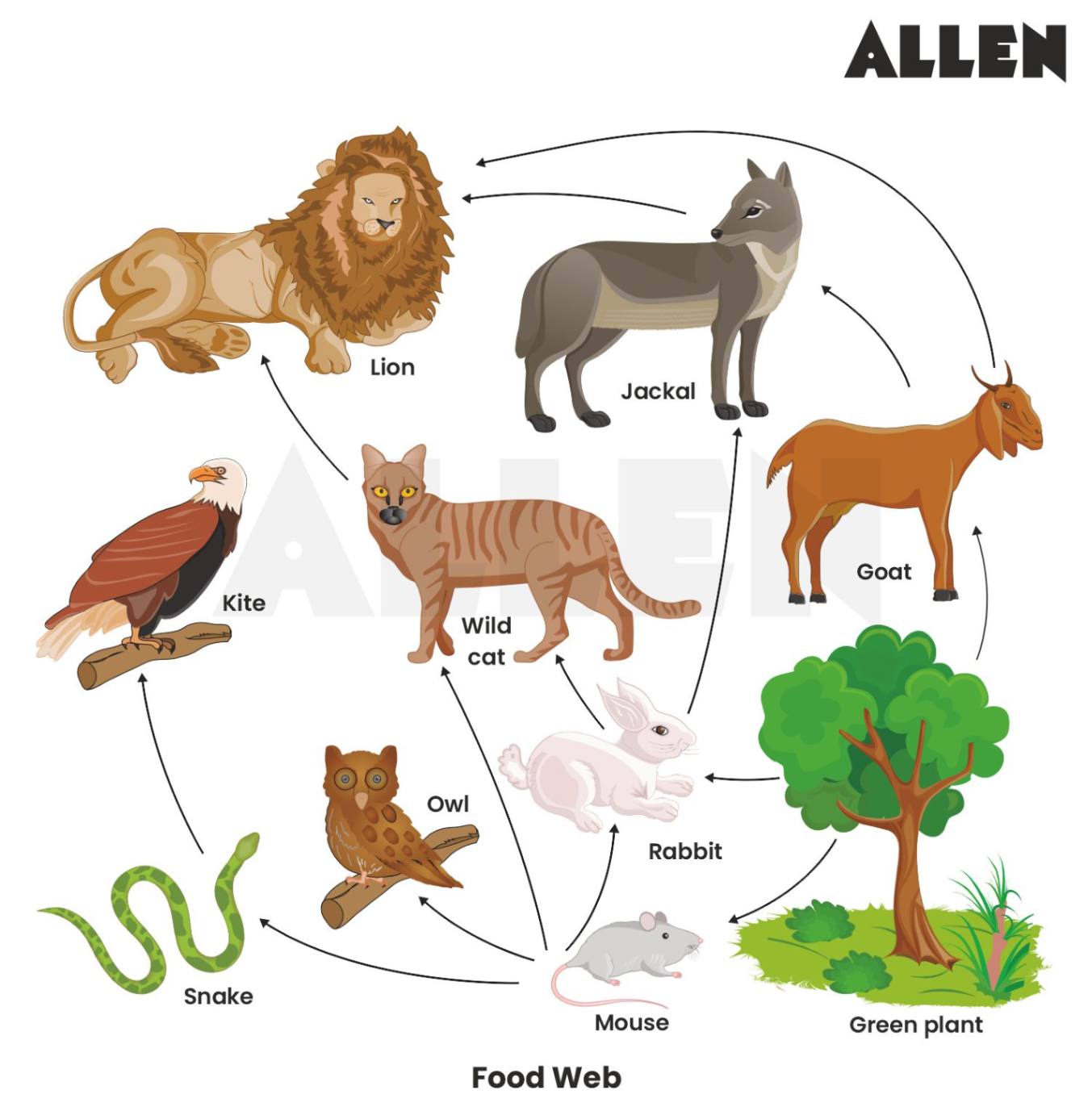 Forests: Our Lifeline - Class 7 Chapter 12 CBSE Notes
