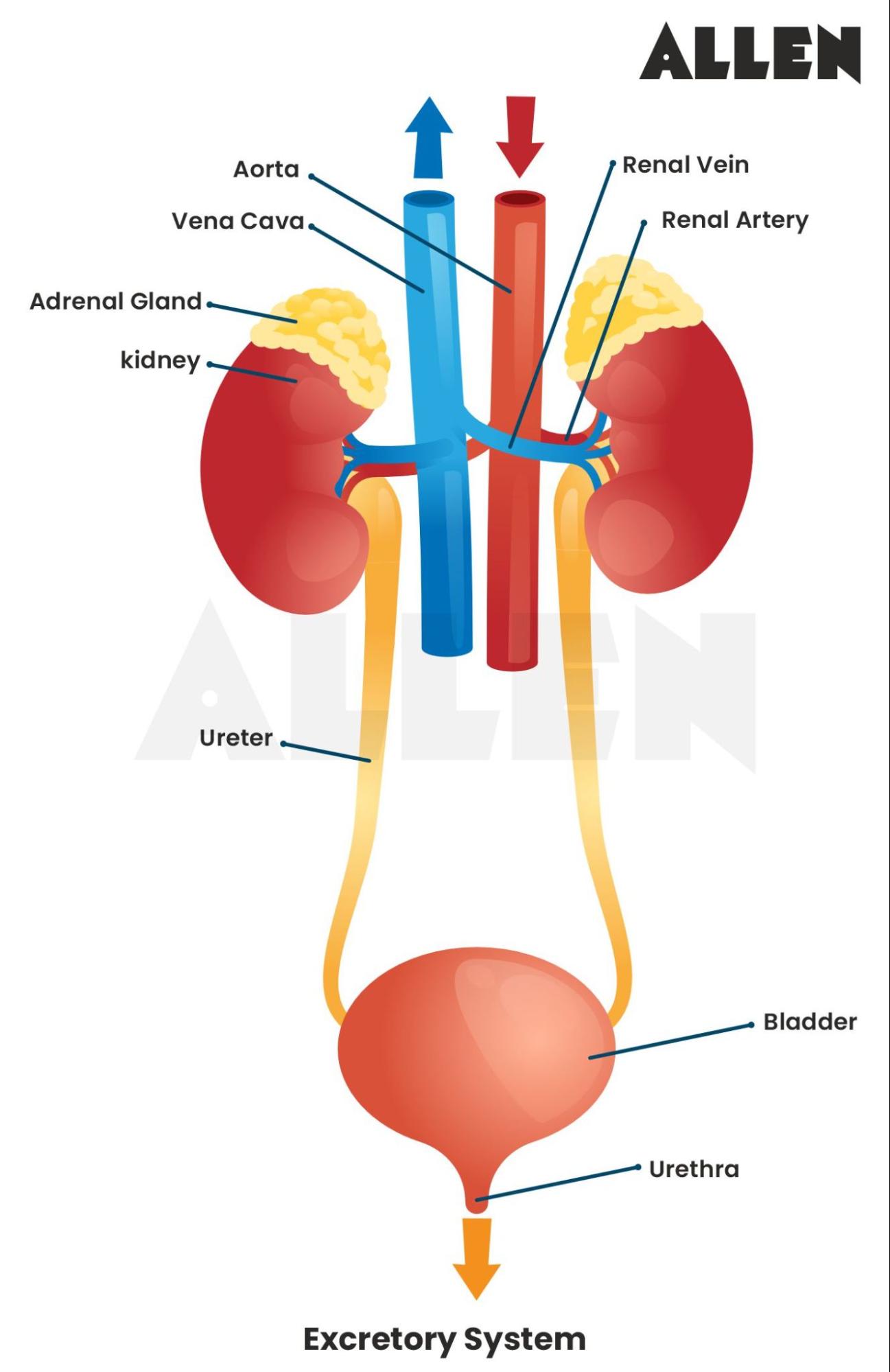 Transportation in Plants and Animals - Class 7 Chapter 7 CBSE Notes