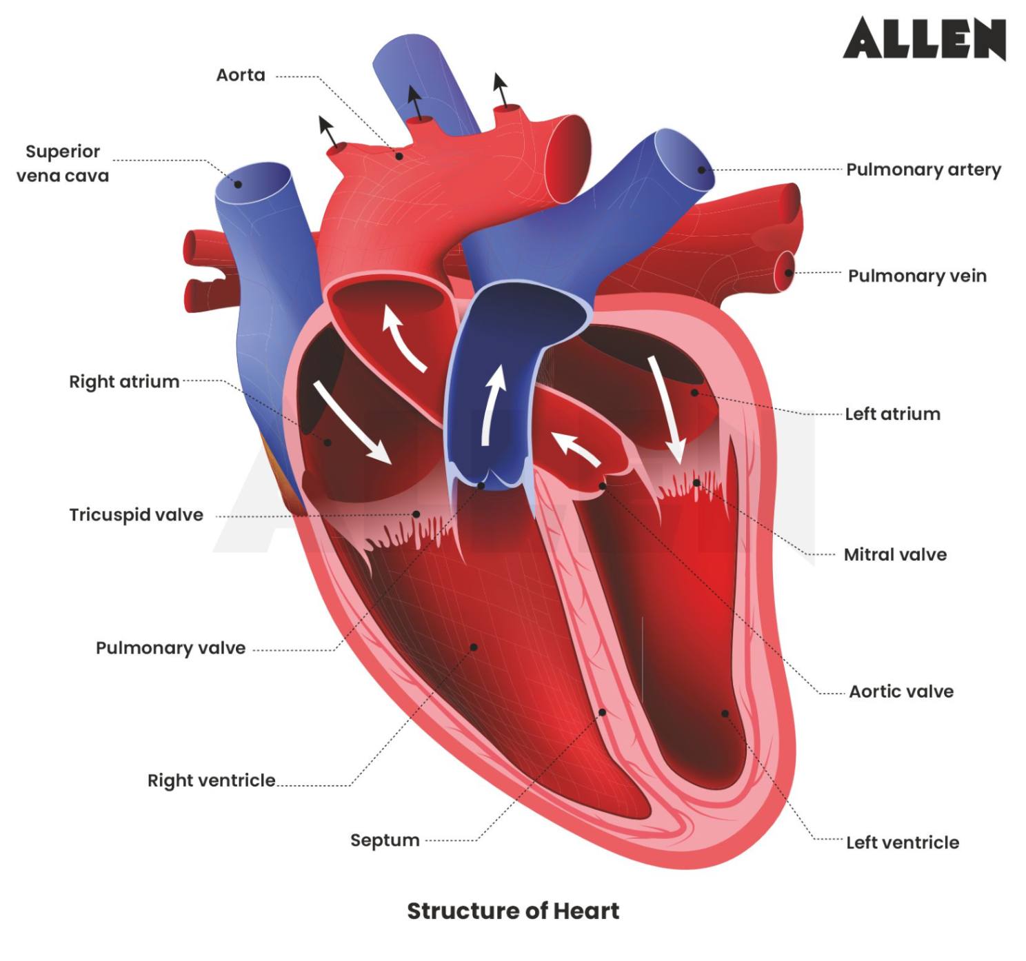 Transportation in Plants and Animals - Class 7 Chapter 7 CBSE Notes