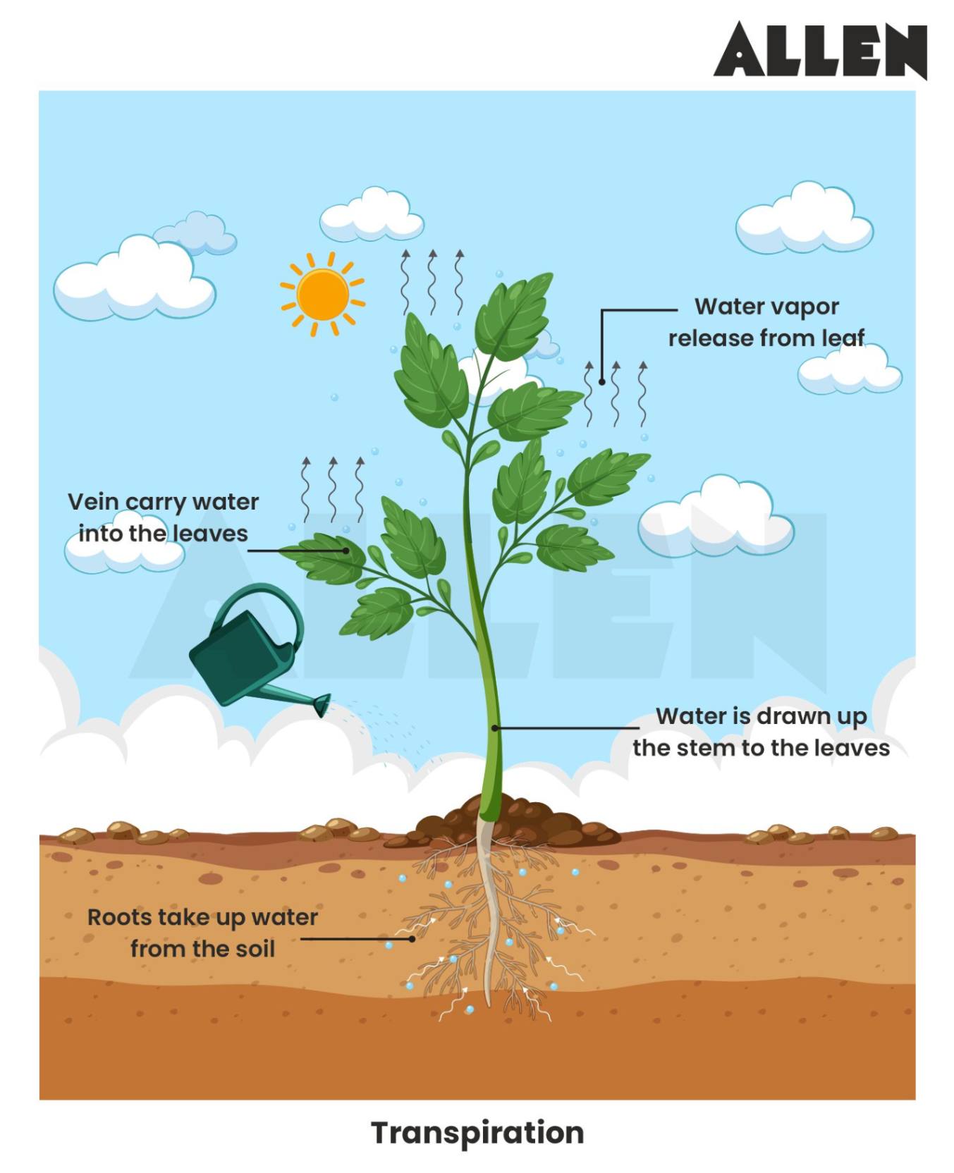 Transportation in Plants and Animals - Class 7 Chapter 7 CBSE Notes