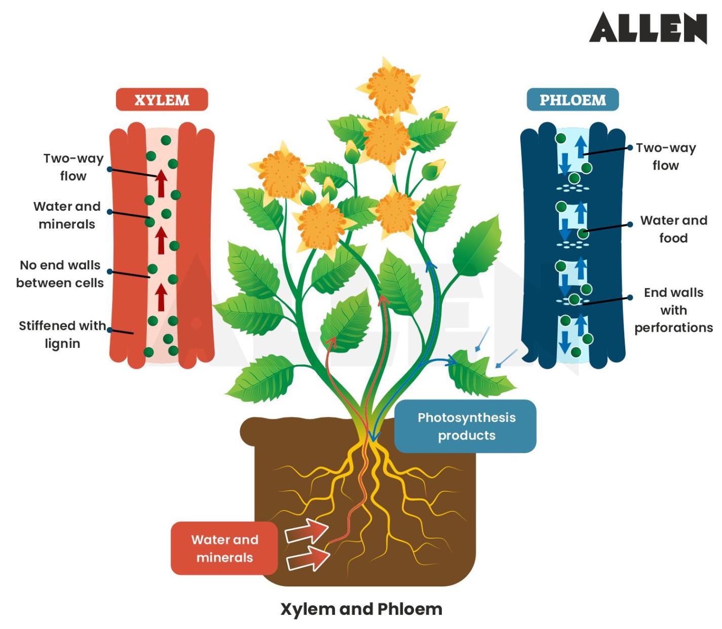 Transportation in Plants and Animals - Class 7 Chapter 7 CBSE Notes