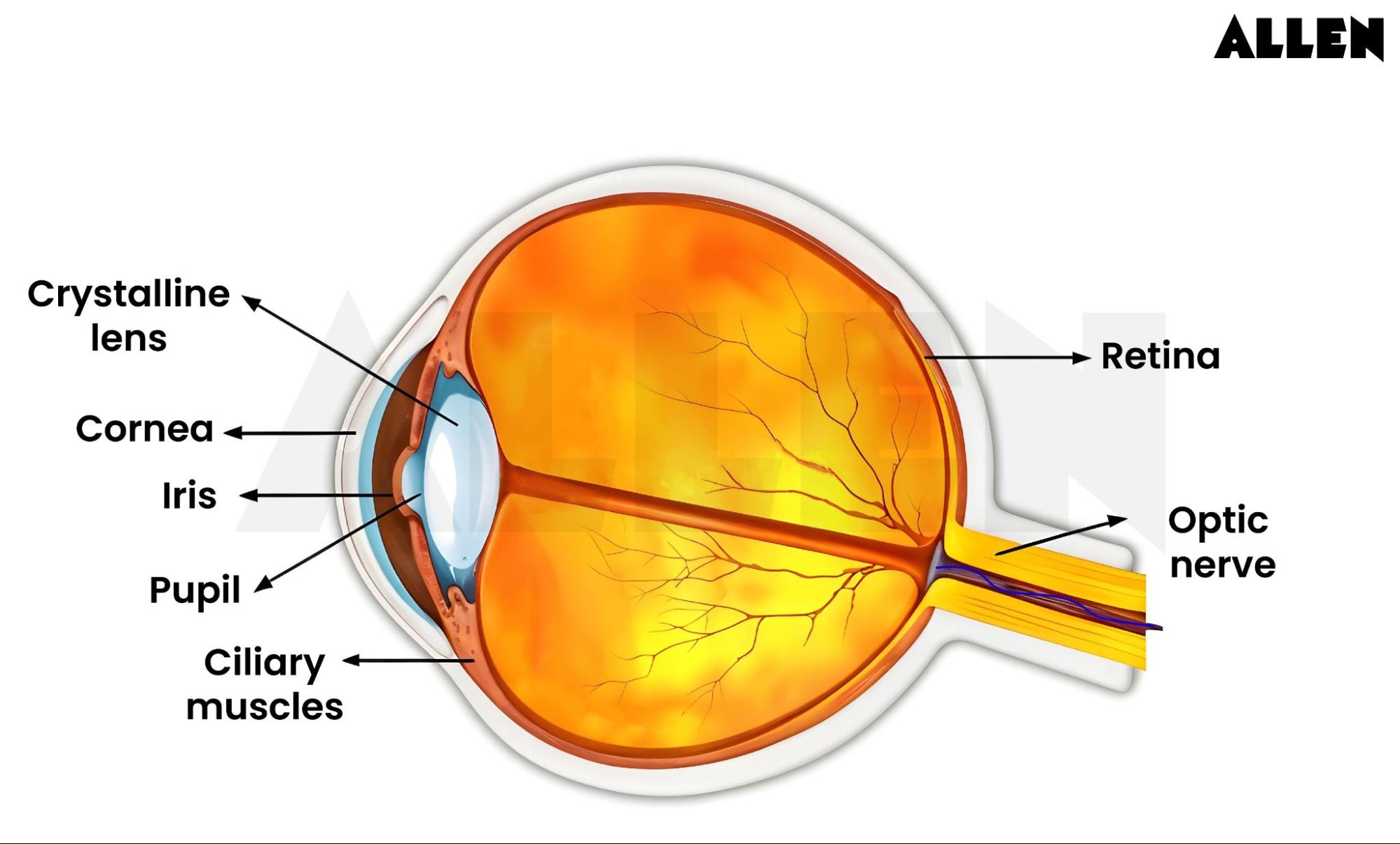 CBSE Class 10 Science Chapter 10: The Human Eye and The Colourful World ...