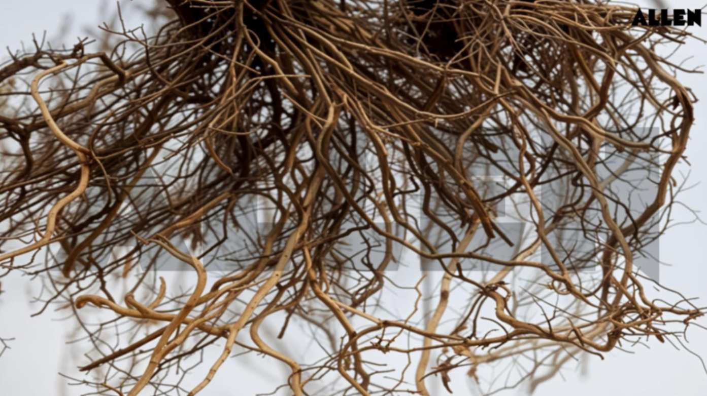 Fibrous Root Characteristics Functions And Modifications