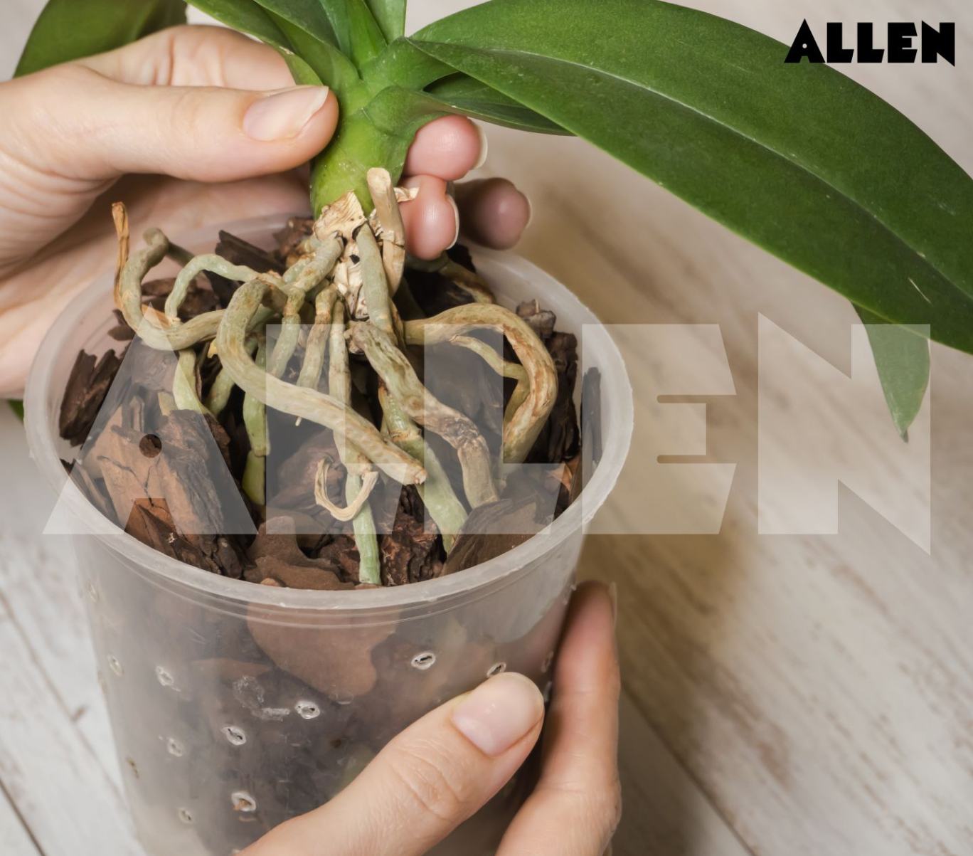 Fibrous Root Characteristics Functions And Modifications