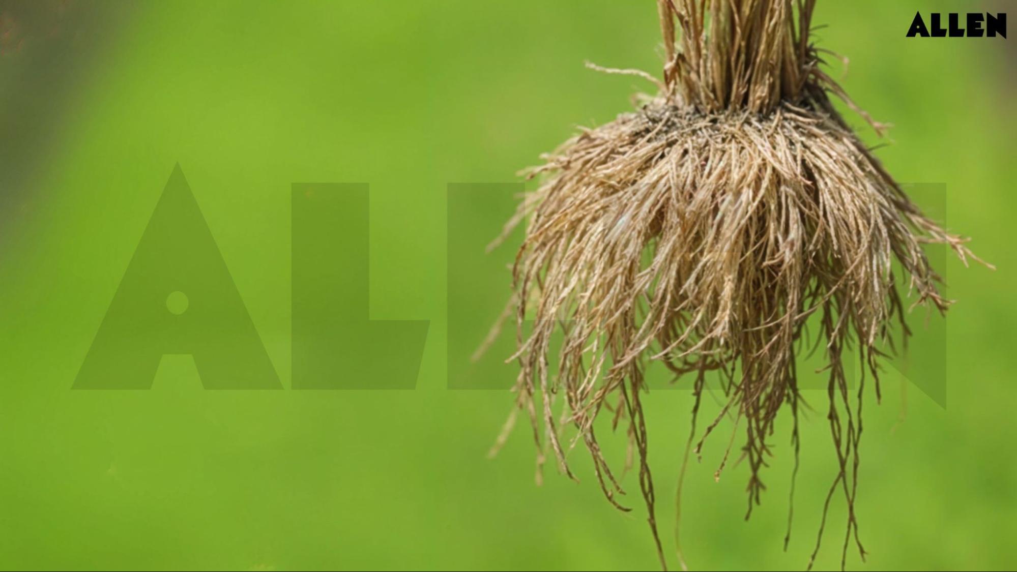 Fibrous Root: Characteristics, Functions and Modifications