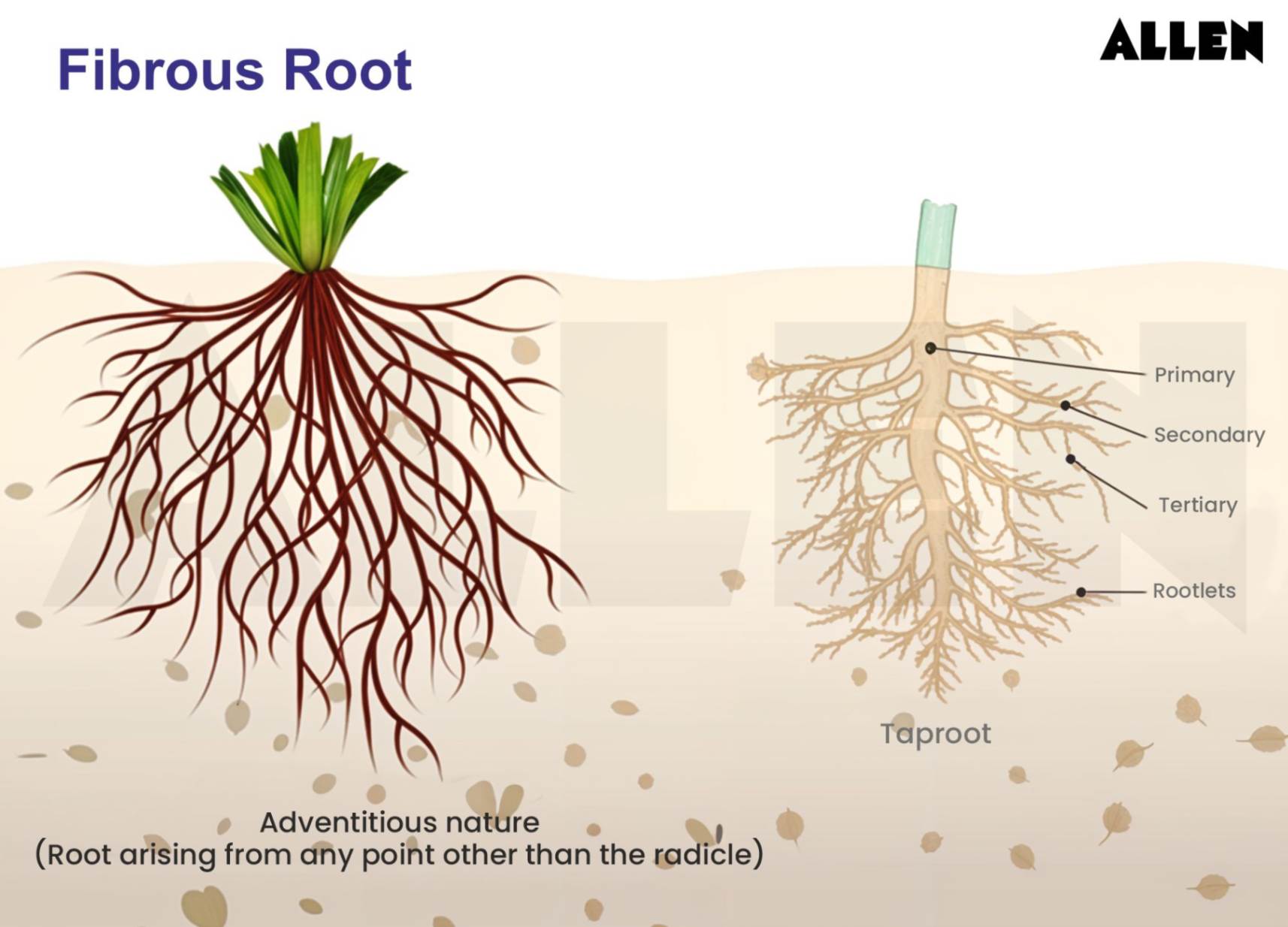 Fibrous Root: Characteristics, Functions and Modifications Fibrous Root: Characteristics, Functions and Modifications