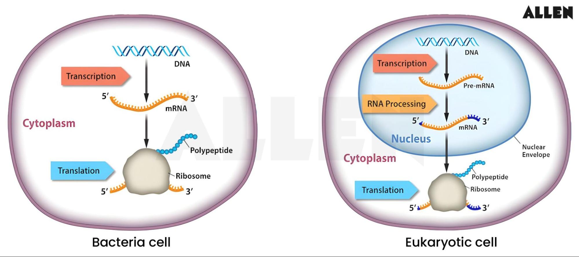 Gene Expression in Prokaryotes and Eukaryotes