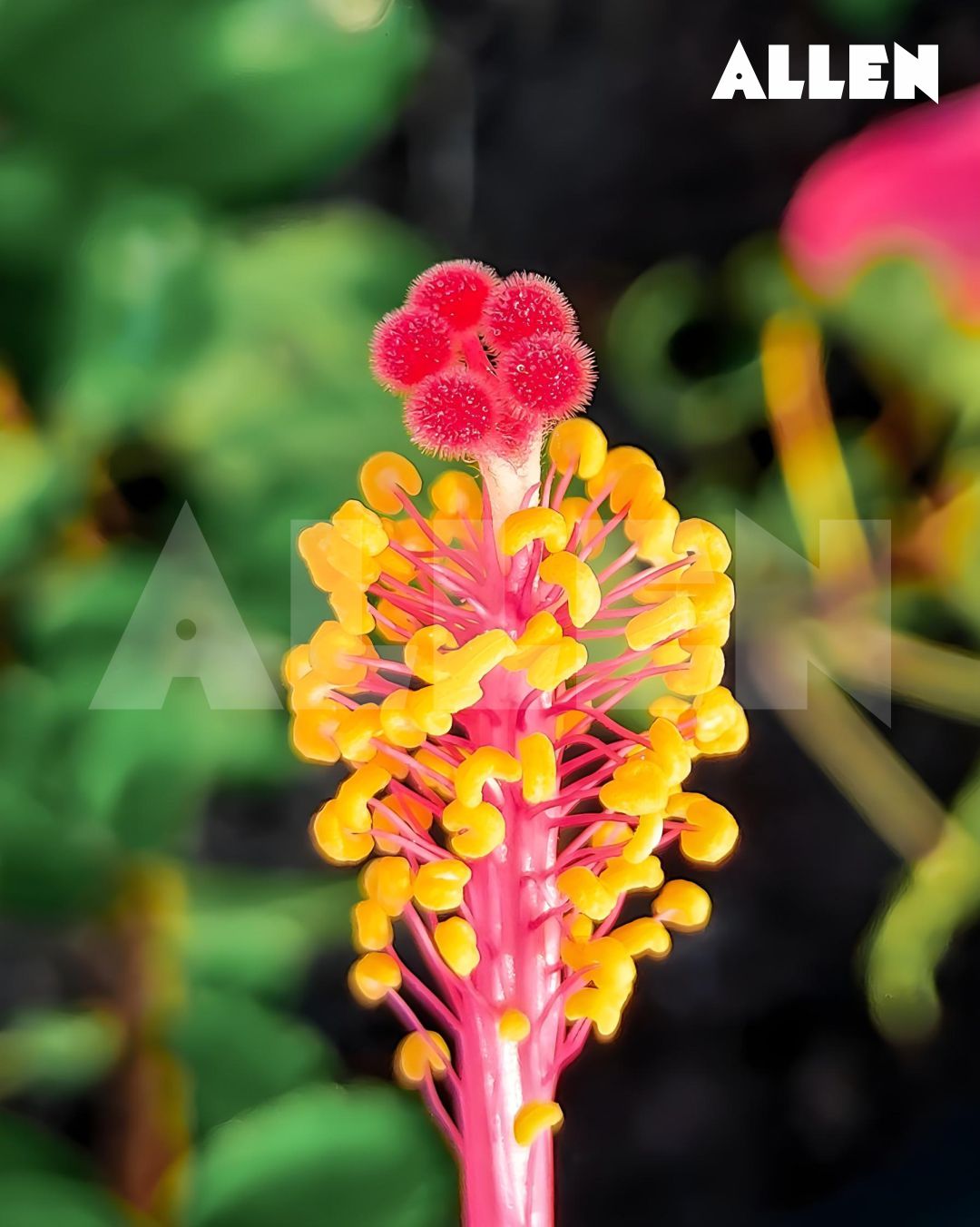 Malvaceae: Classification, General Classification and FAQs