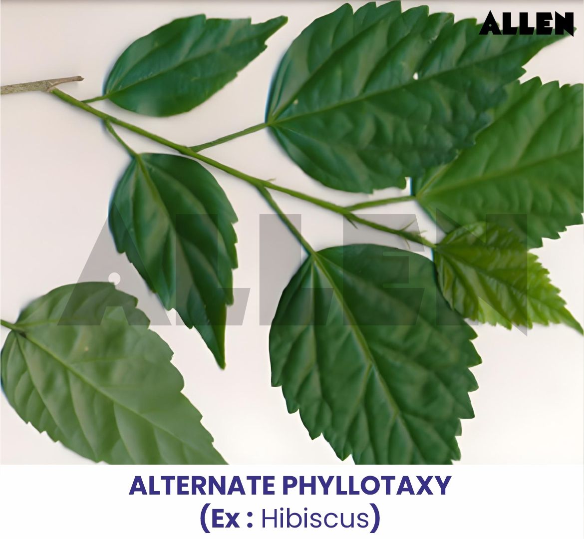 Malvaceae: Classification, General Classification and FAQs