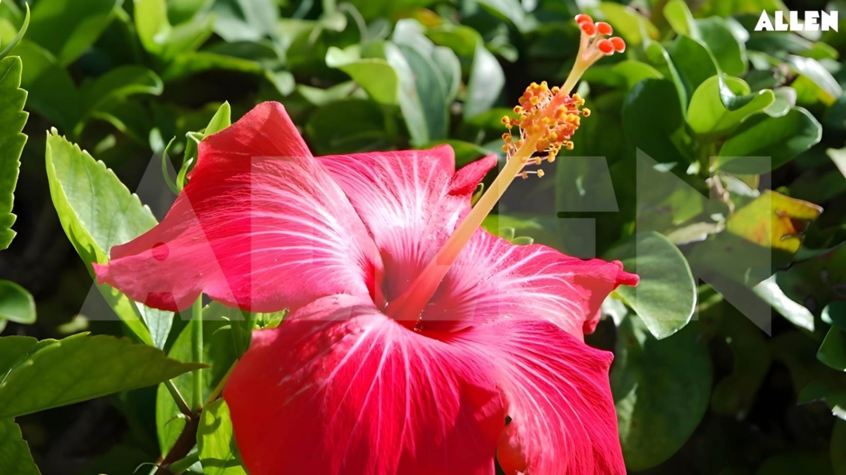 Malvaceae: Classification, General Classification and FAQs