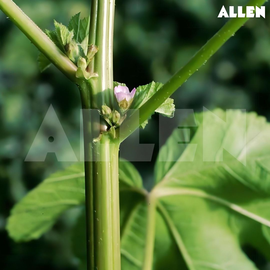 Malvaceae: Classification, General Classification and FAQs