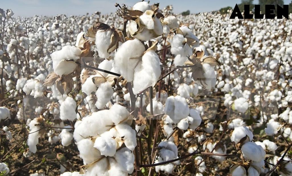 Malvaceae: Classification, General Classification and FAQs