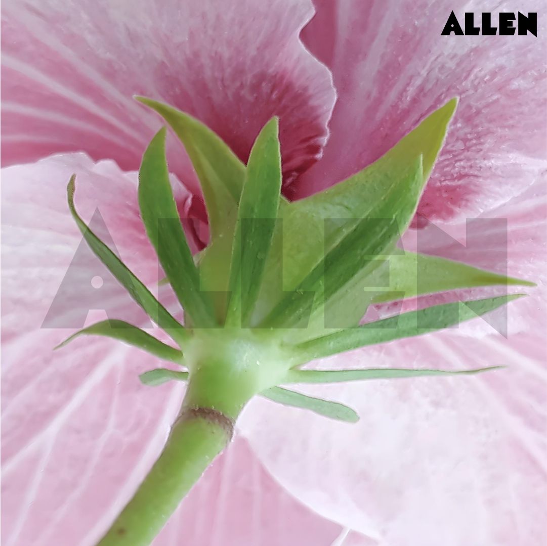 Malvaceae: Classification, General Classification and FAQs