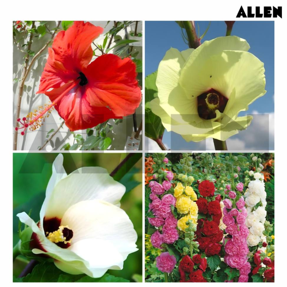 Malvaceae: Classification, General Classification and FAQs