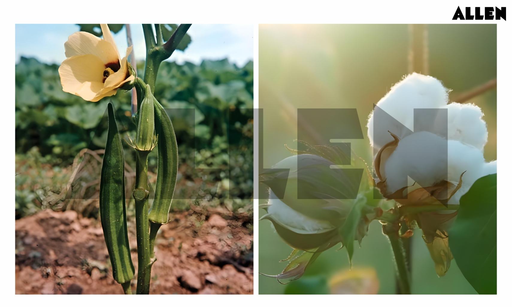 Malvaceae: Classification, General Classification and FAQs