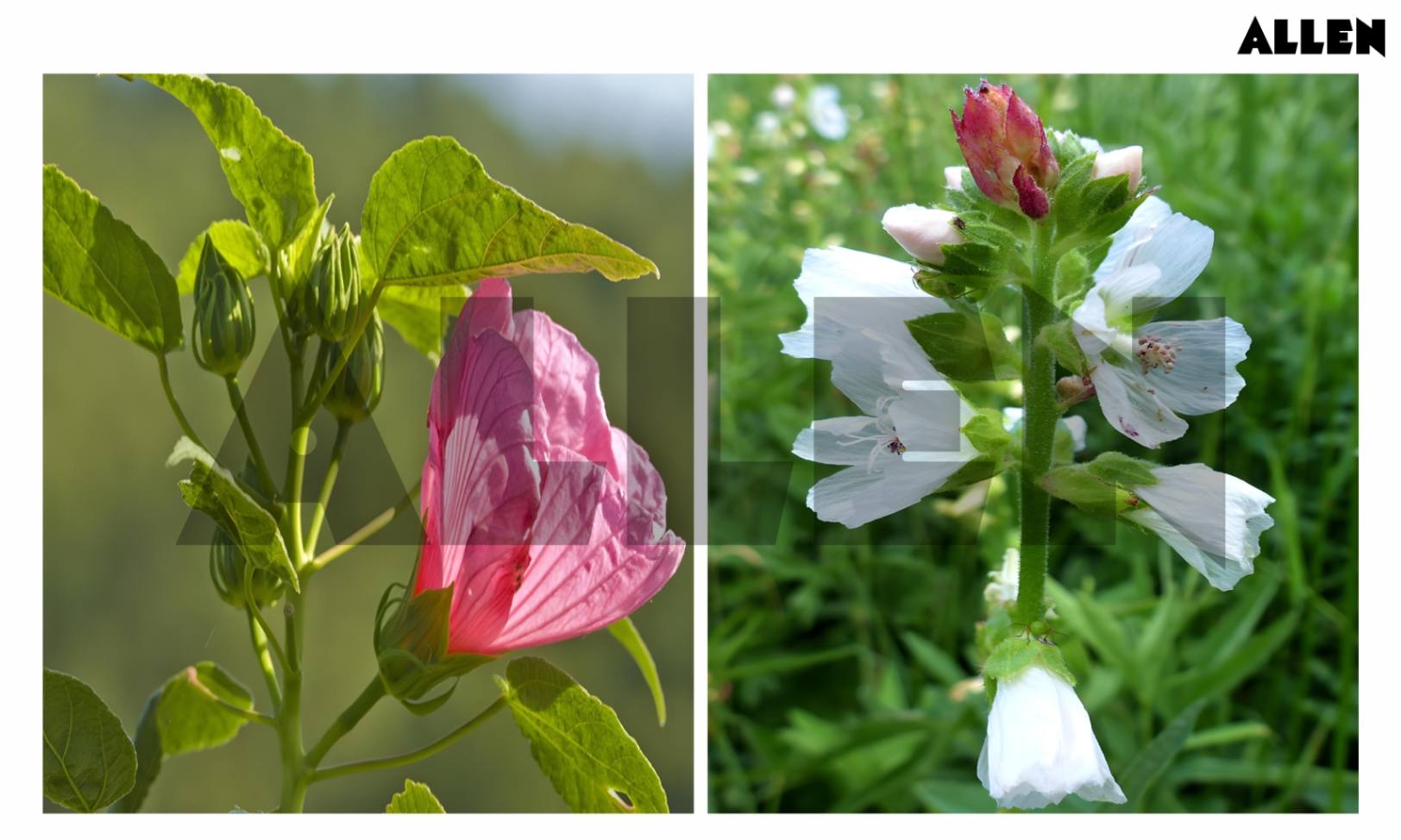 Malvaceae: Classification, General Classification and FAQs