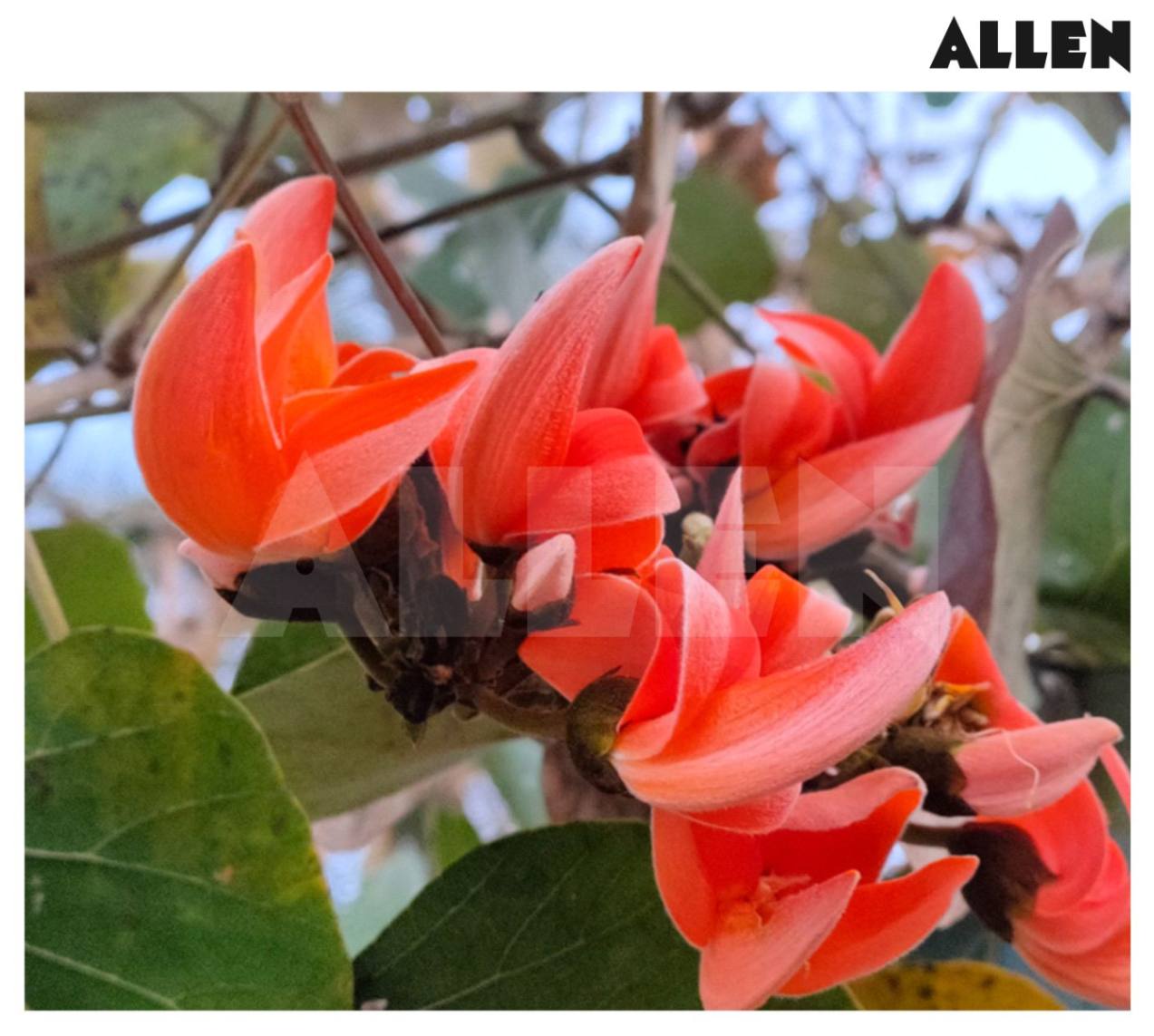 Floral Formula of Fabaceae (The Pea family)