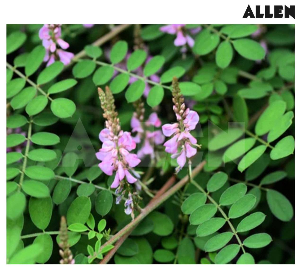 Floral Formula of Fabaceae (The Pea family)