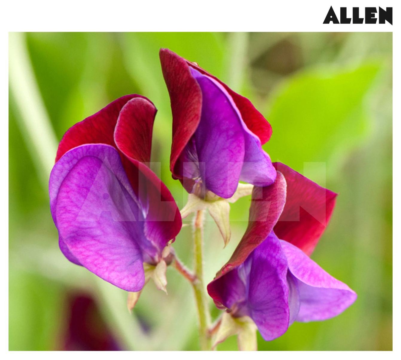 Floral Formula of Fabaceae (The Pea family)