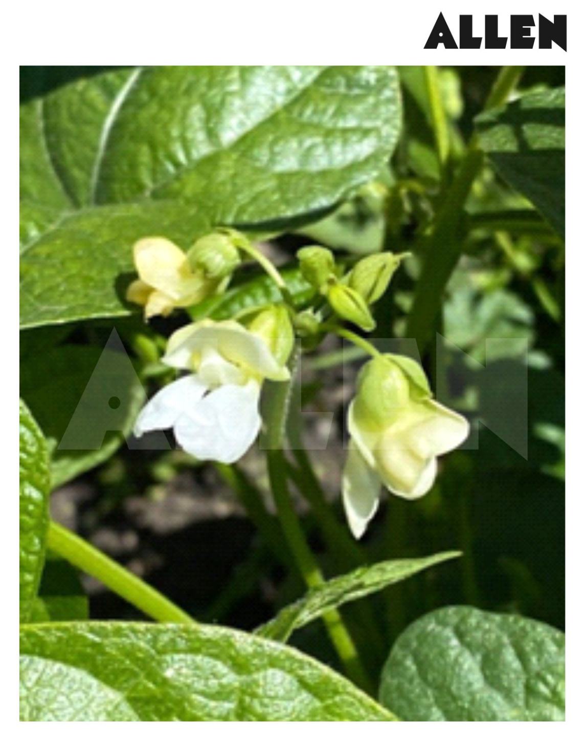 Floral Formula of Fabaceae (The Pea family)