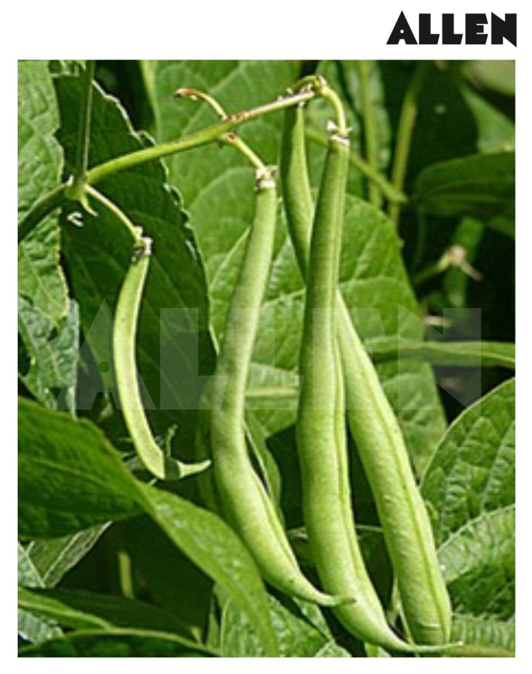 Floral Formula of Fabaceae (The Pea family)