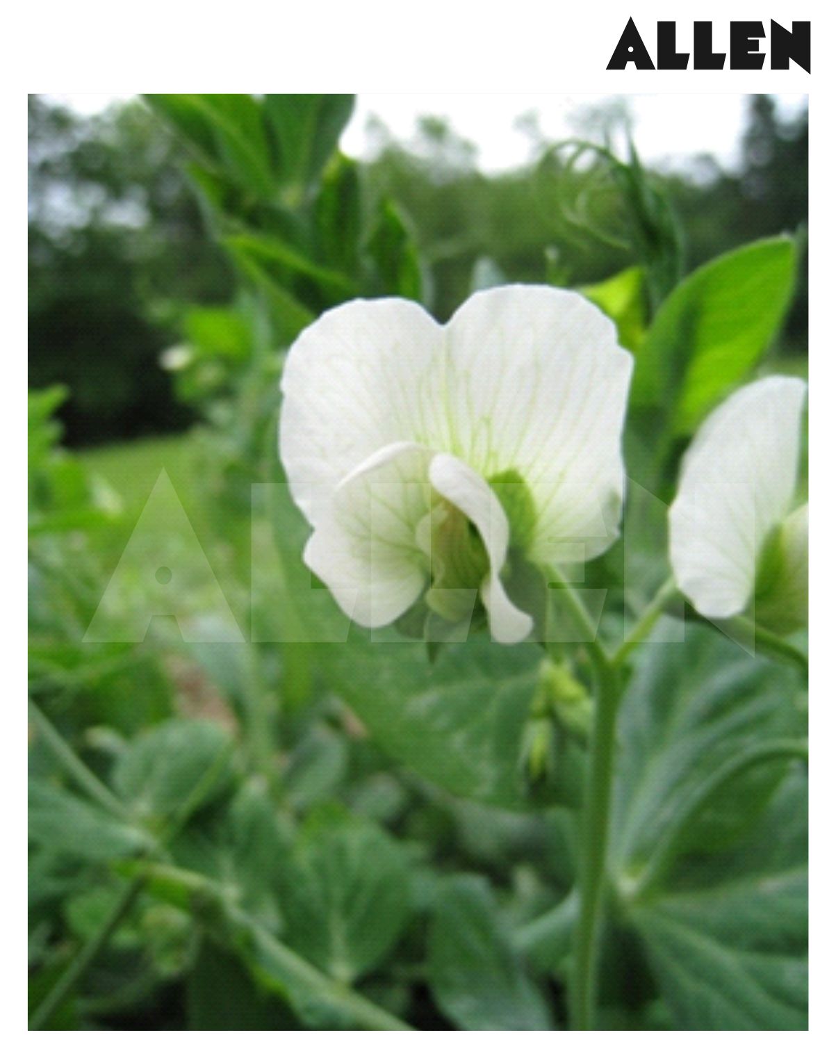 Floral Formula of Fabaceae (The Pea family)
