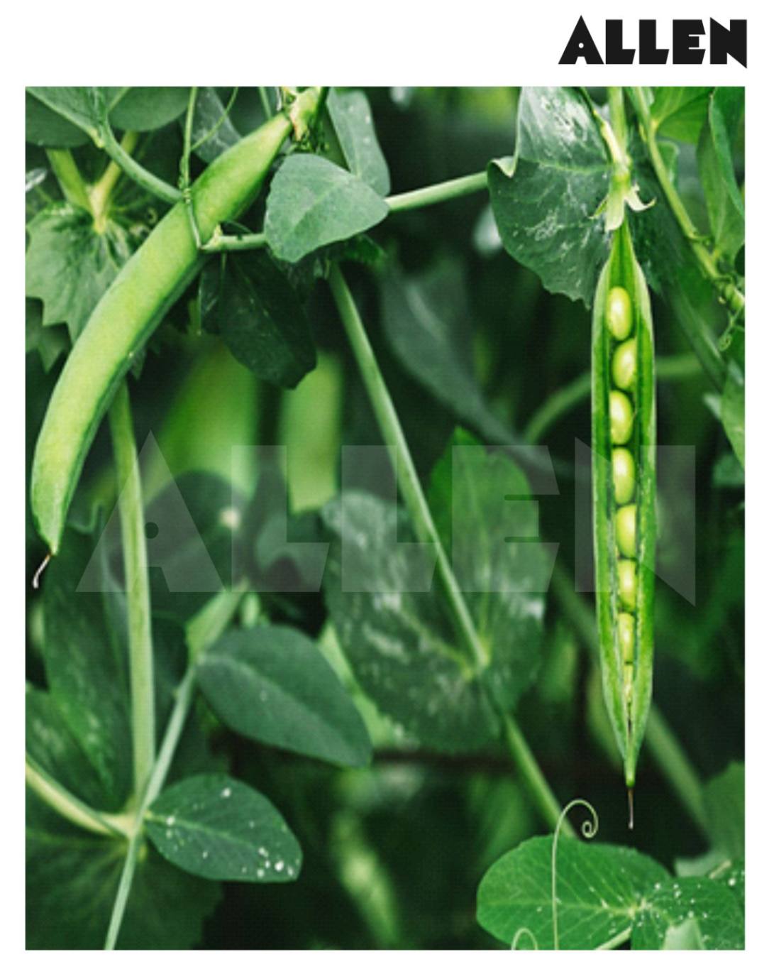 Floral Formula of Fabaceae (The Pea family)