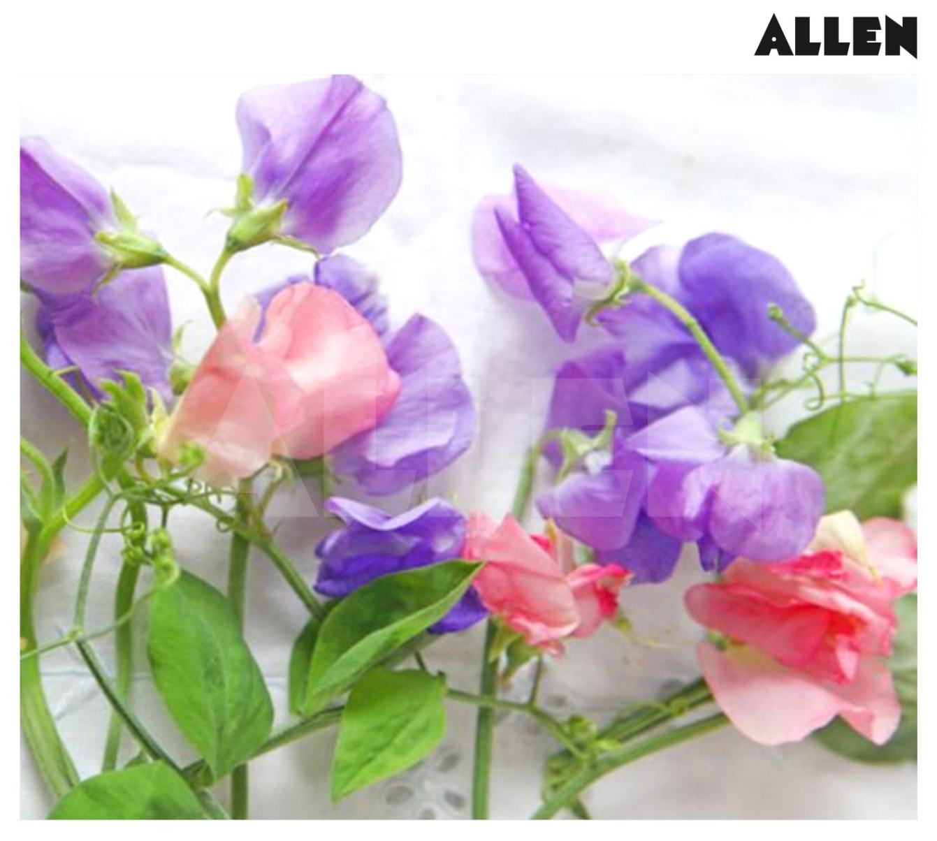 Floral Formula of Fabaceae (The Pea family)