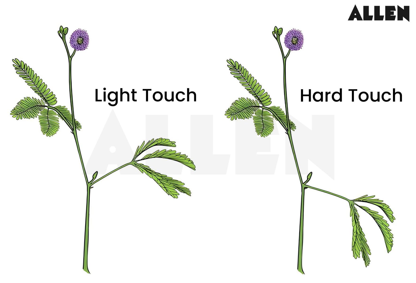 Floral Formula of Fabaceae (The Pea family)